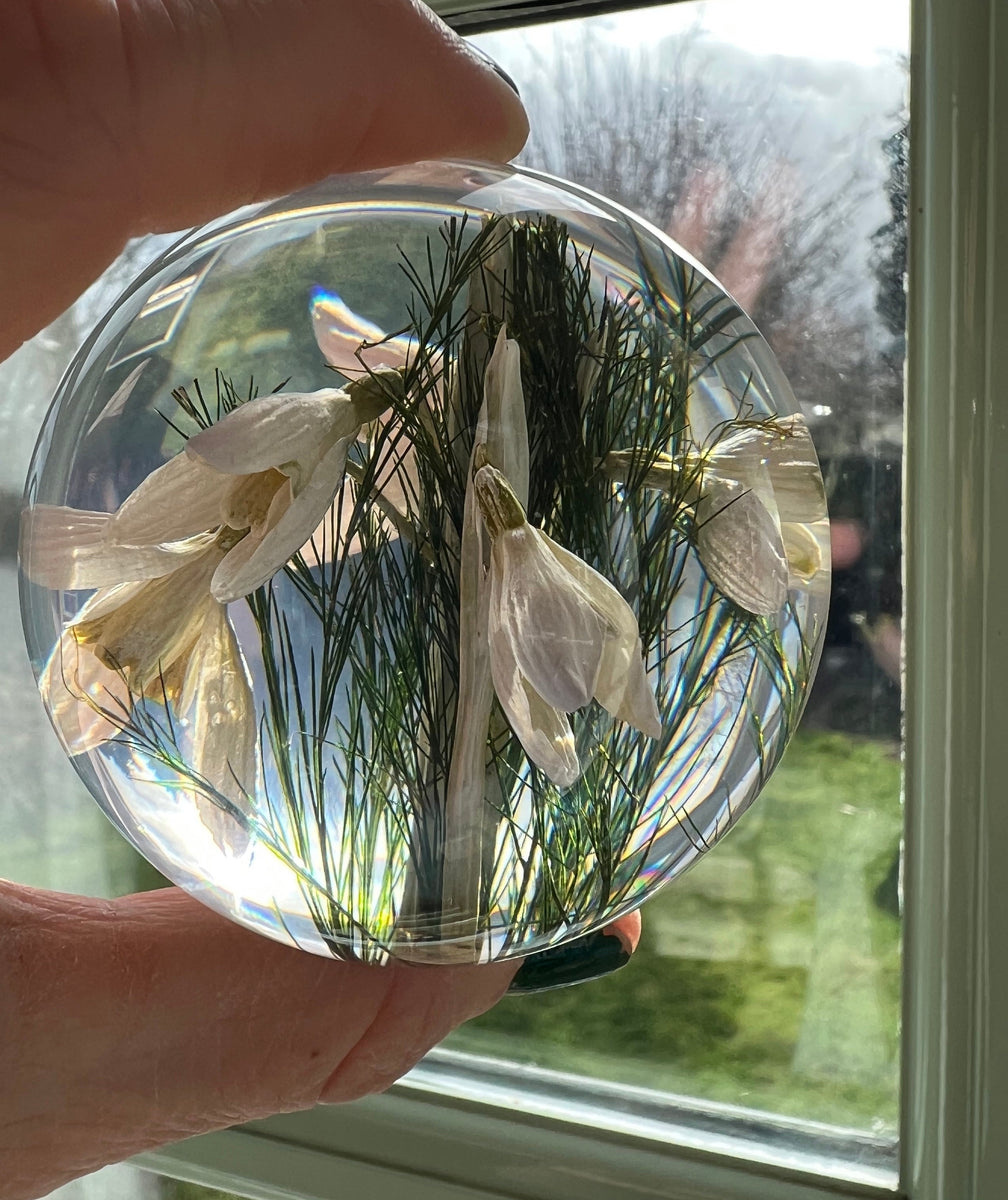 Botanical Snowdrops Large Paperweight Made With Real Snowdrops(For Eve ...