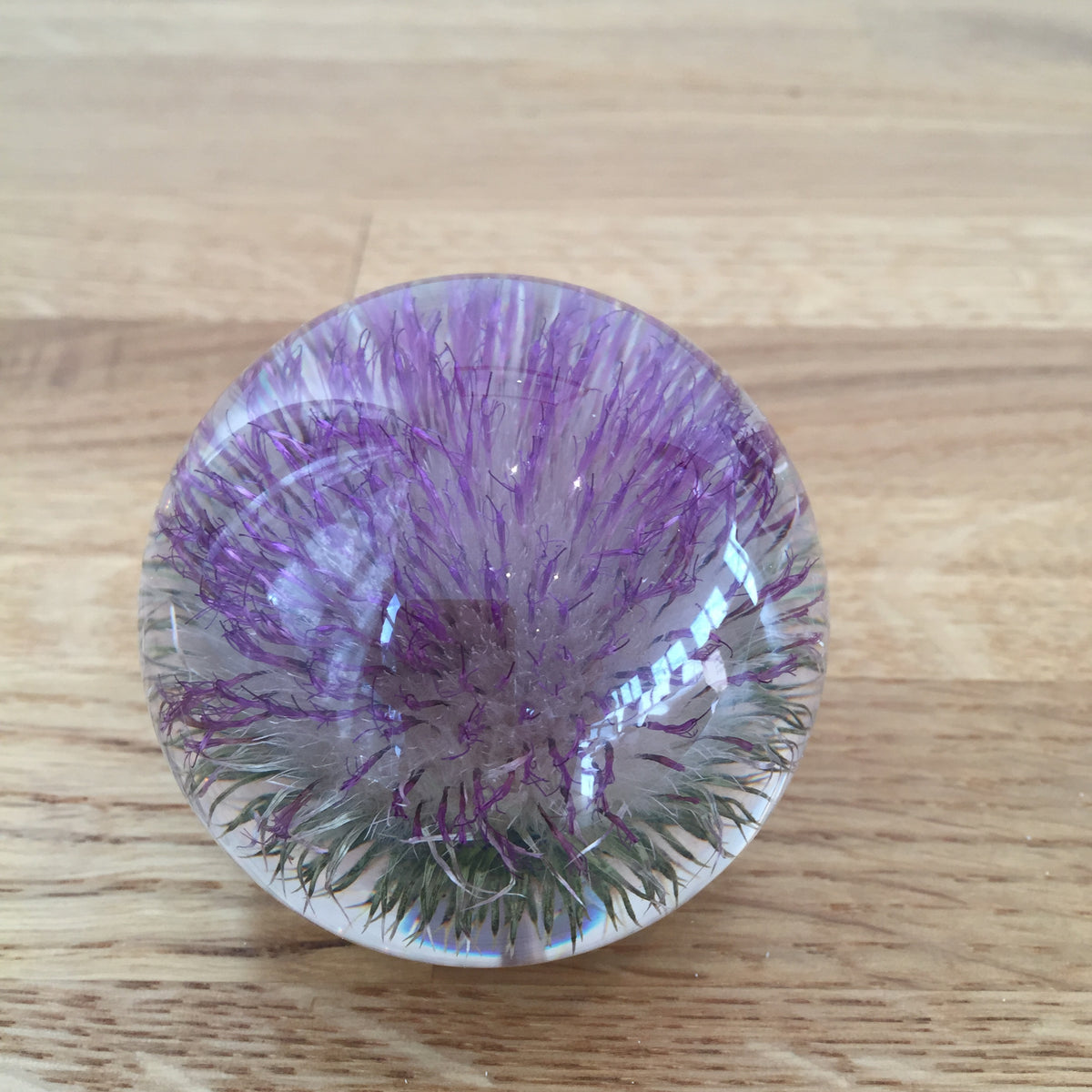 Botanical Thistle Small Paperweight Made With Real Thistle on – Bells ...